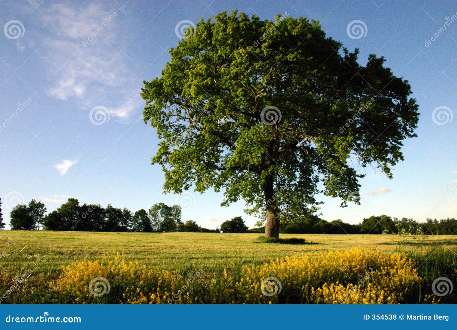 Ensamt bokträd arkivfoto. Bild av somrar, träd, blommor - 354538