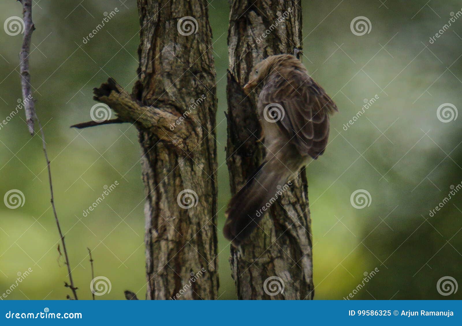 Ensconce stock image. Image of ensconce, bird, snugly - 99586325