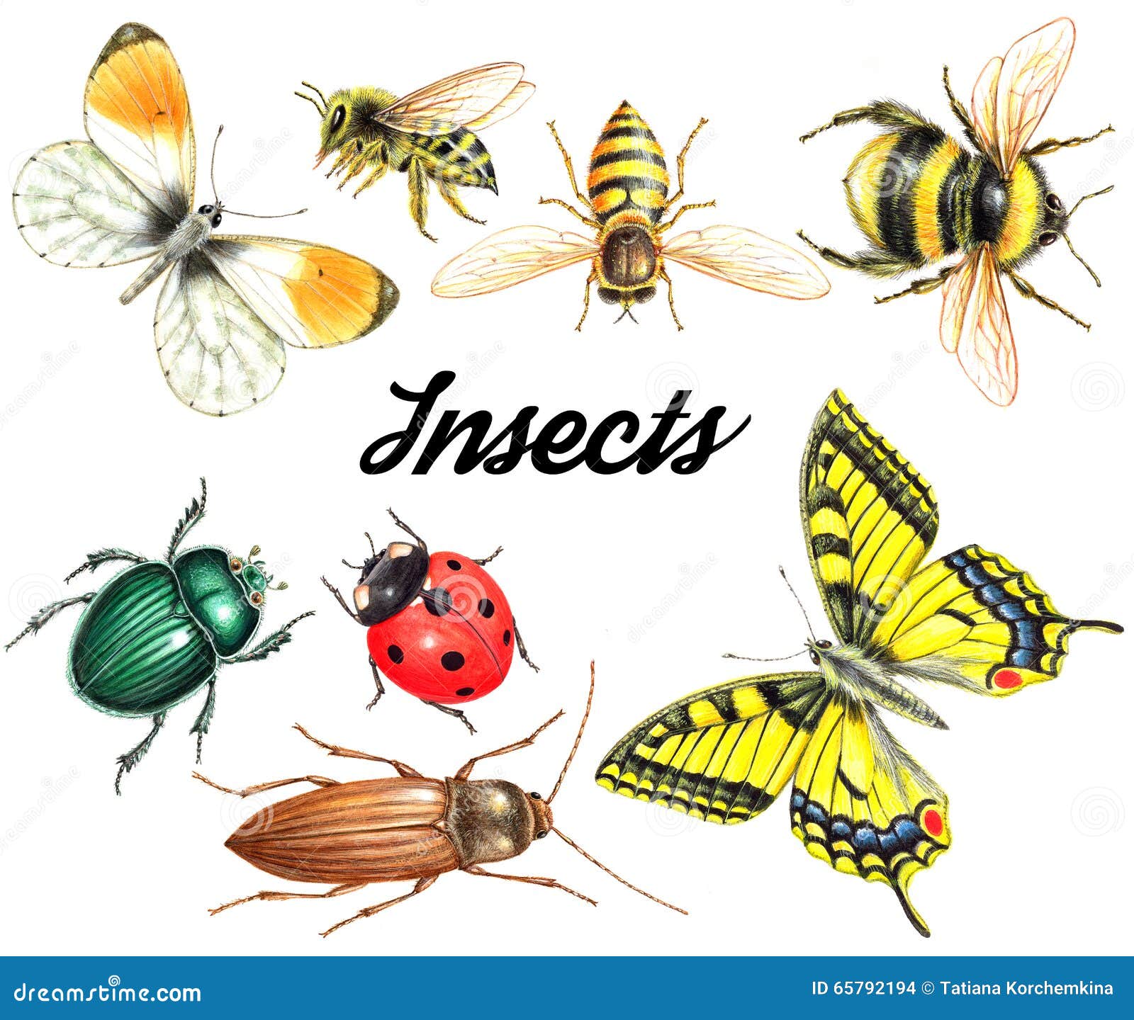 Ensemble D'insectes D'aquarelle Illustration Stock - Illustration du ...