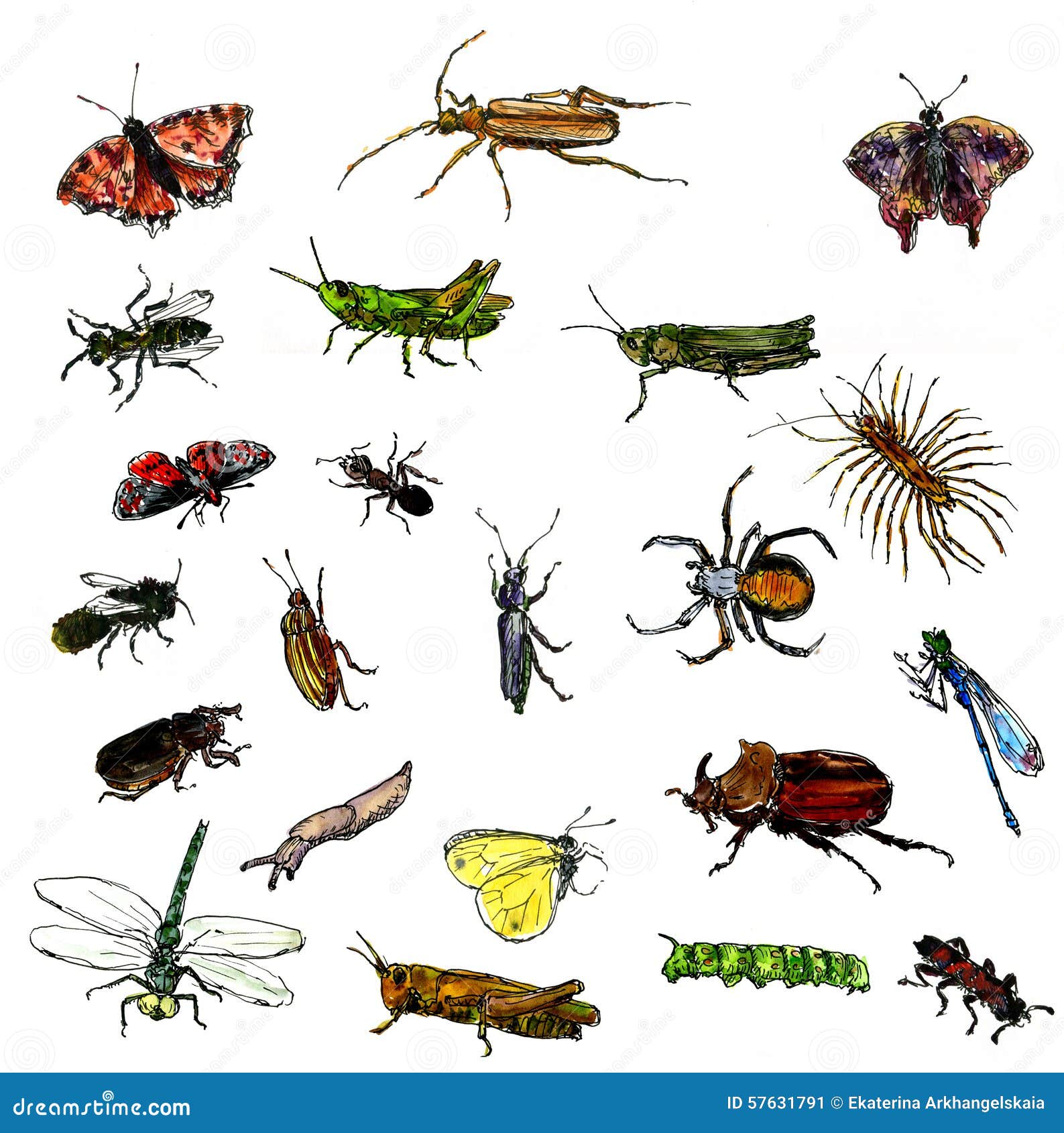 Ensemble D'insectes De Dessin D'aquarelle Illustration Stock ...
