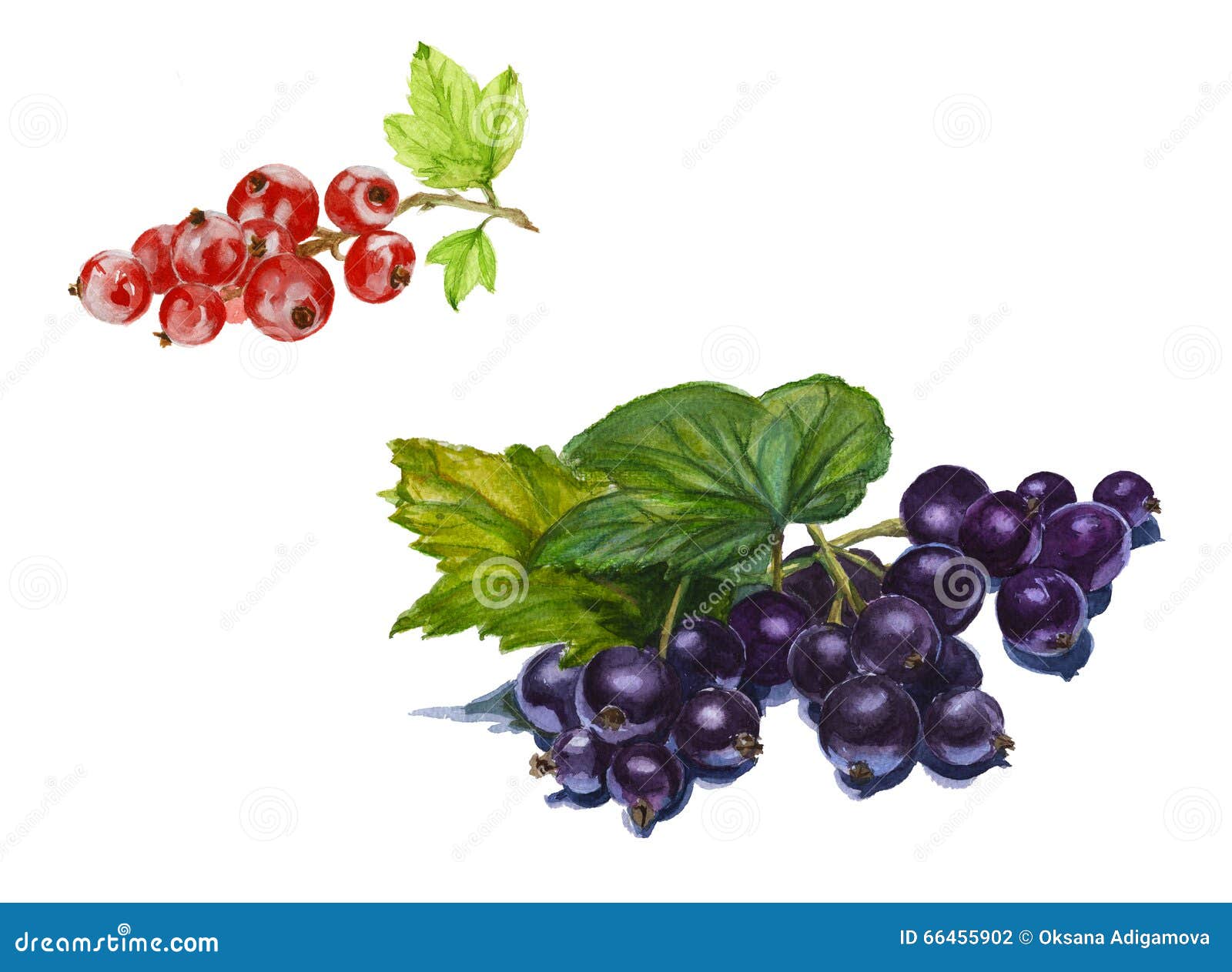 Ensemble De Cassis Rouge Et D'isolement Watercolor Illustration Stock ...