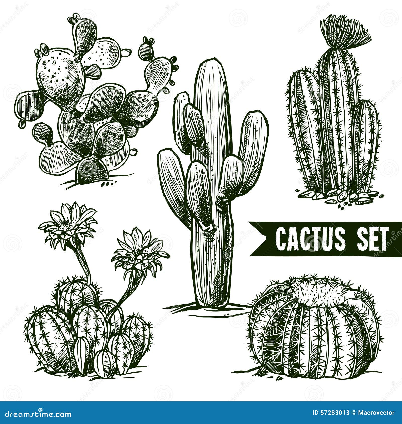 Ensemble De Croquis De Cactus Illustration de Vecteur - Illustration du ... Ensemble De Croquis De Cactus Illustration de Vecteur - Illustration du ...