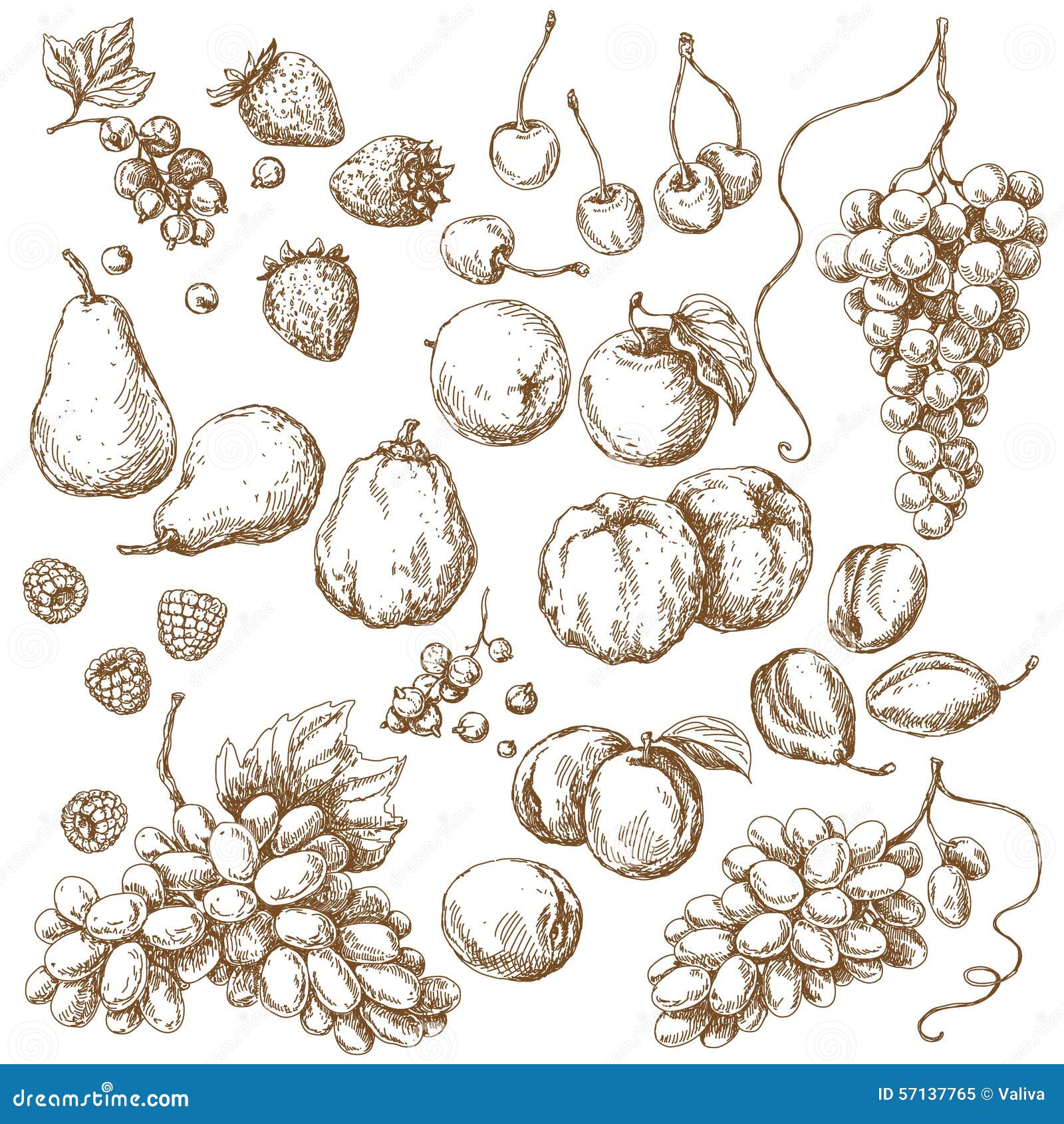 Ensemble De Croquis De Fruits Illustration de Vecteur - Illustration du ...