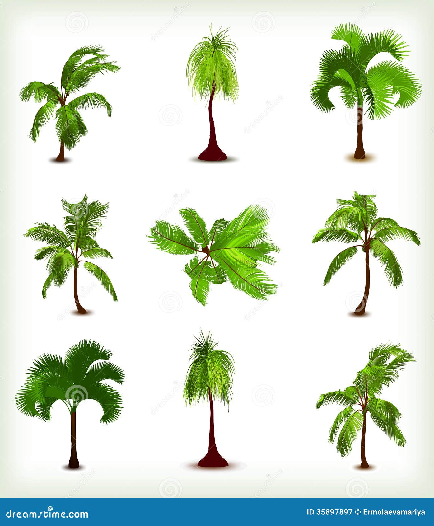Ensemble De Divers Palmiers. Illustration De Vecteur Illustration de ...