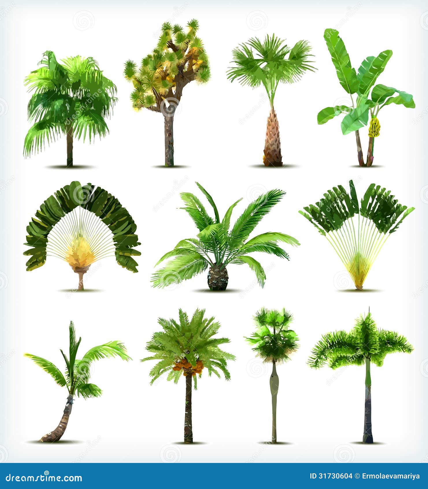 Ensemble De Divers Palmiers. Vecteur Illustration de Vecteur ...