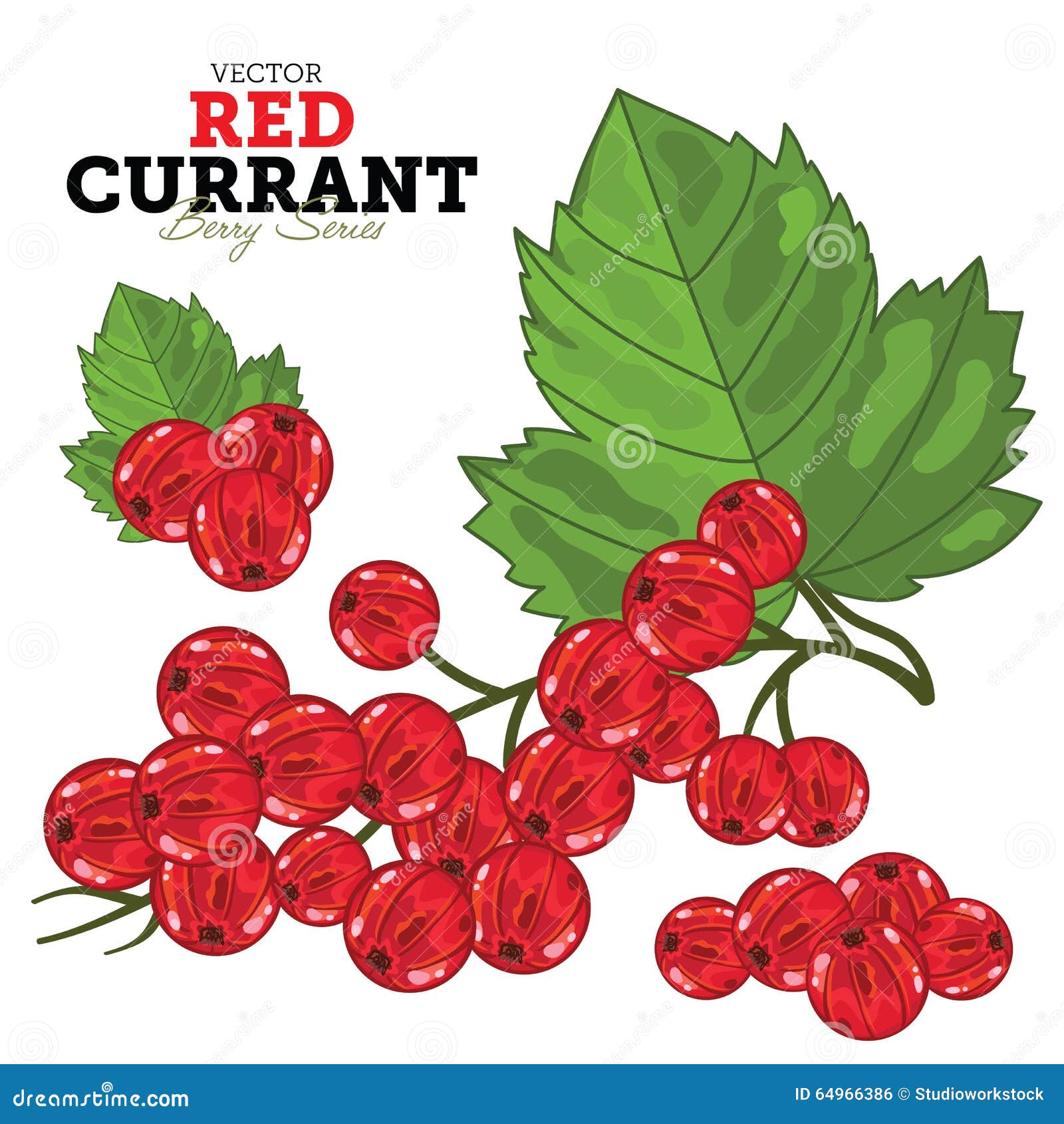 Ensemble De Groseille Rouge, Vecteur Illustration de Vecteur ...