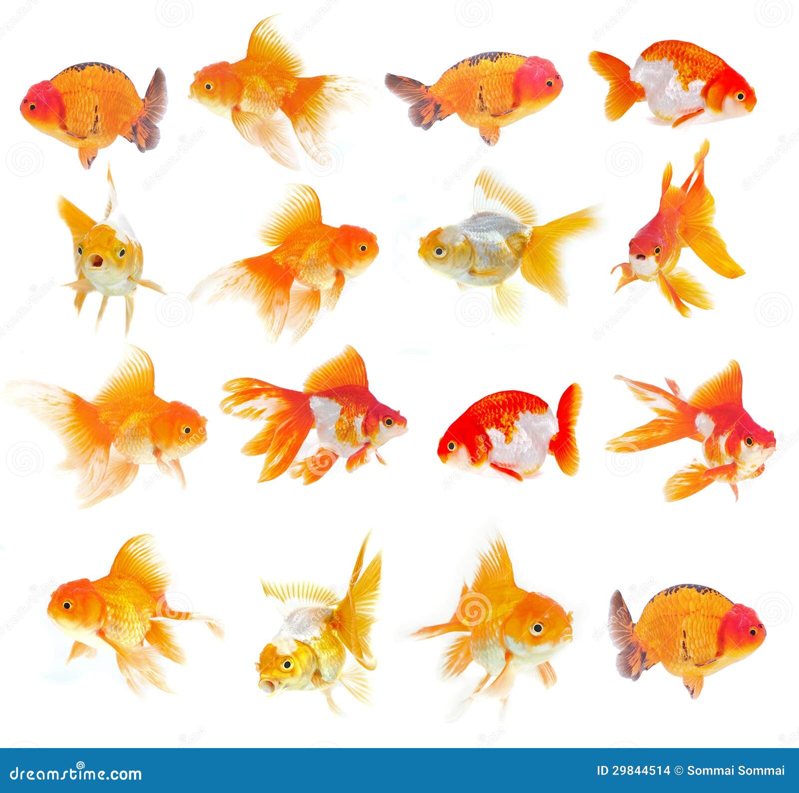 Ensemble De Poisson Rouge Sur Le Fond Blanc Photo stock - Image du ...