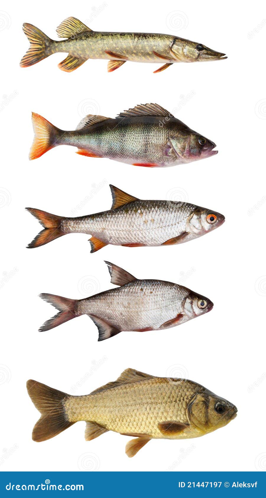 Ensemble De Poissons D'eau Douce Image stock - Image du carpe ...