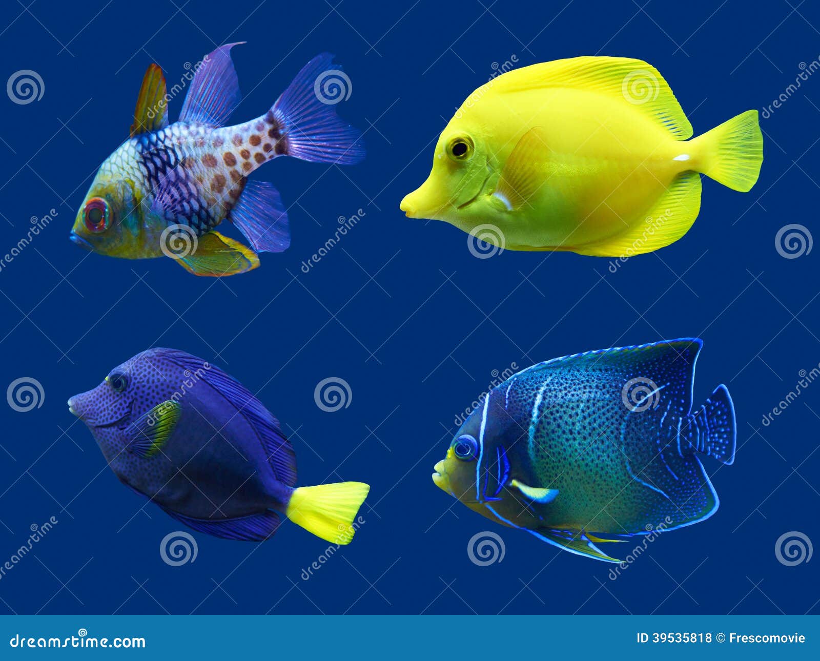 Ensemble De Poissons Tropicaux. Photo stock - Image du poissons, océan ...