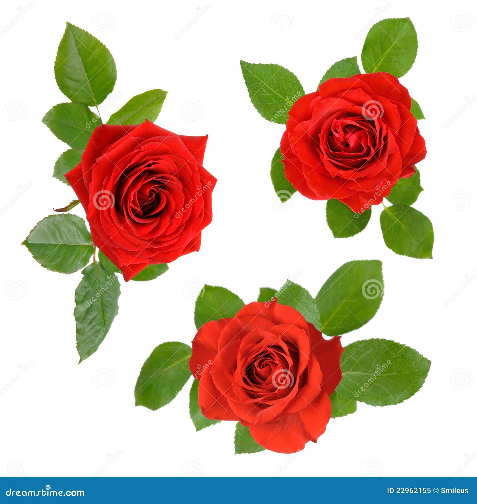 Ensemble De Trois Roses Rouges Ouvertes Avec Des Lames Image stock ...