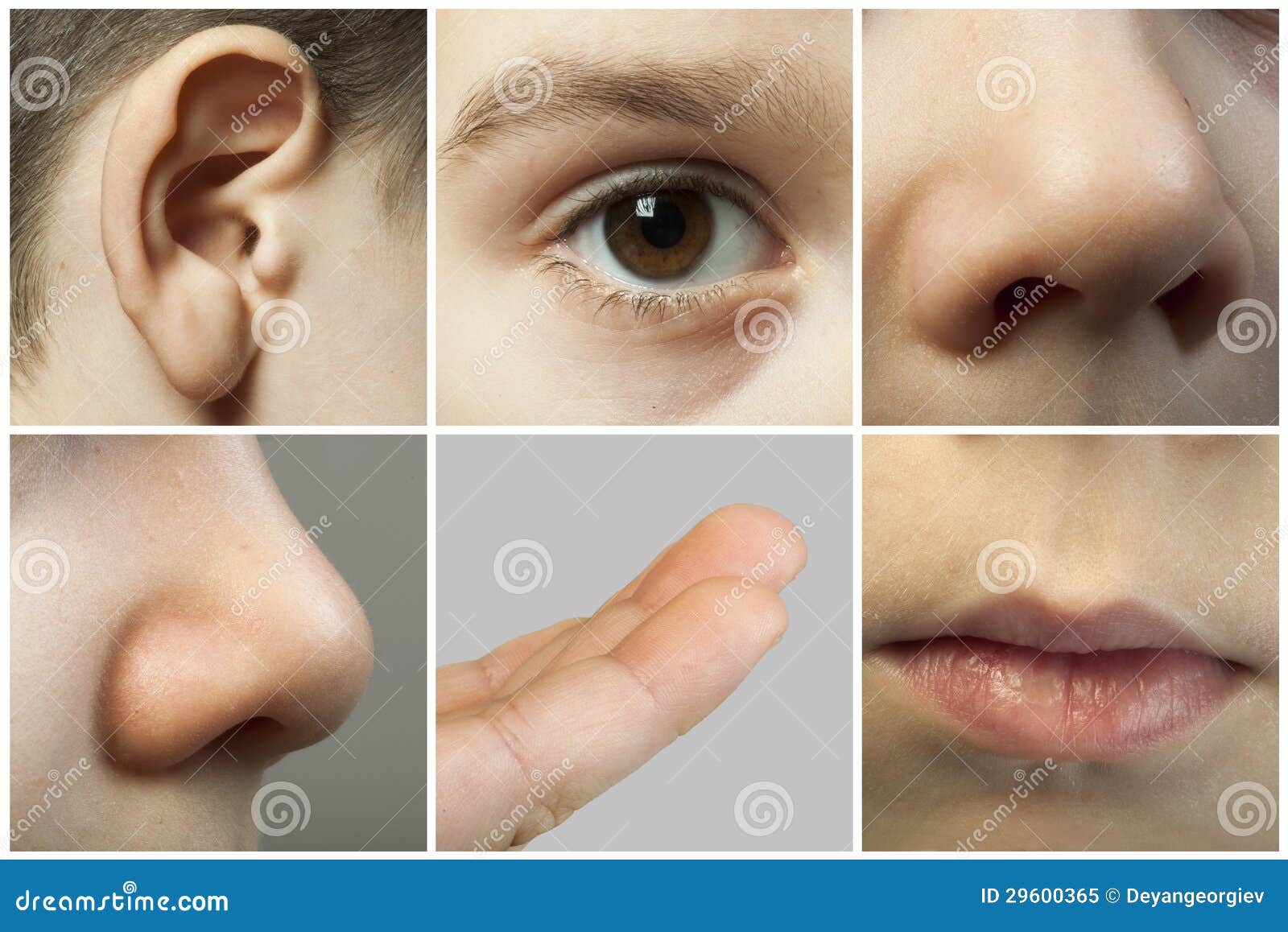 Ensemble des sens humains image stock. Image du perception - 29600365