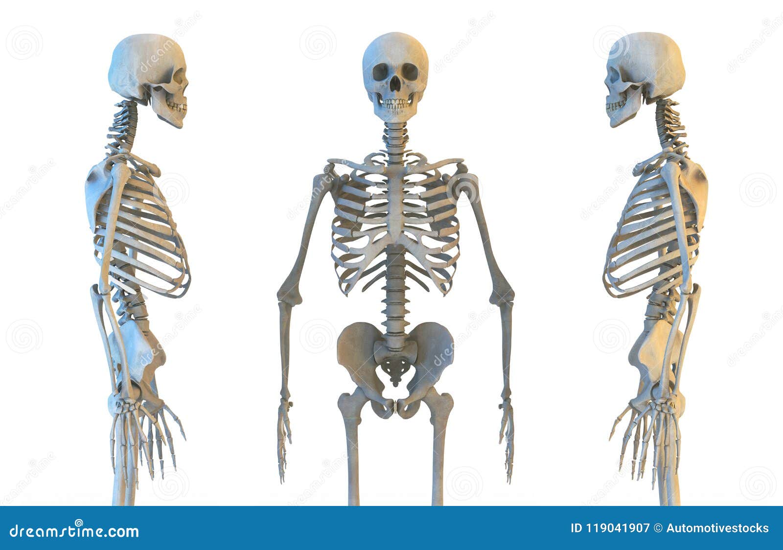 Ensemble Humain De Squelette Illustration 3D Illustration Stock - Illustration du chiffre, gens ...