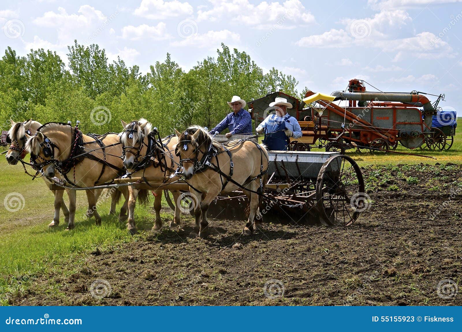 Ensemencement Du Grain Avec Une équipe De Chevaux Photo stock éditorial ...