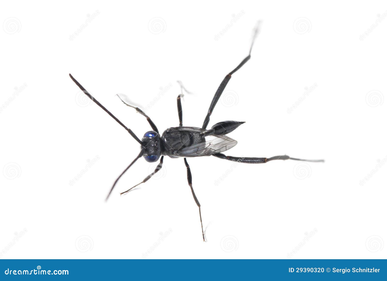 Ensign Wasp - Evania Appendigaster Stock Photo - Image of evania ...