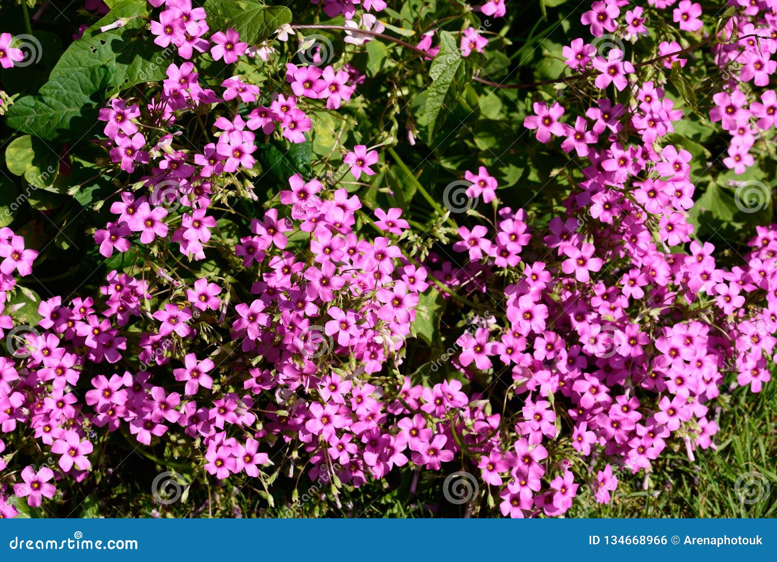 Pretty pink shamrock. stock photo. Image of bush, corymbosa - 134668966