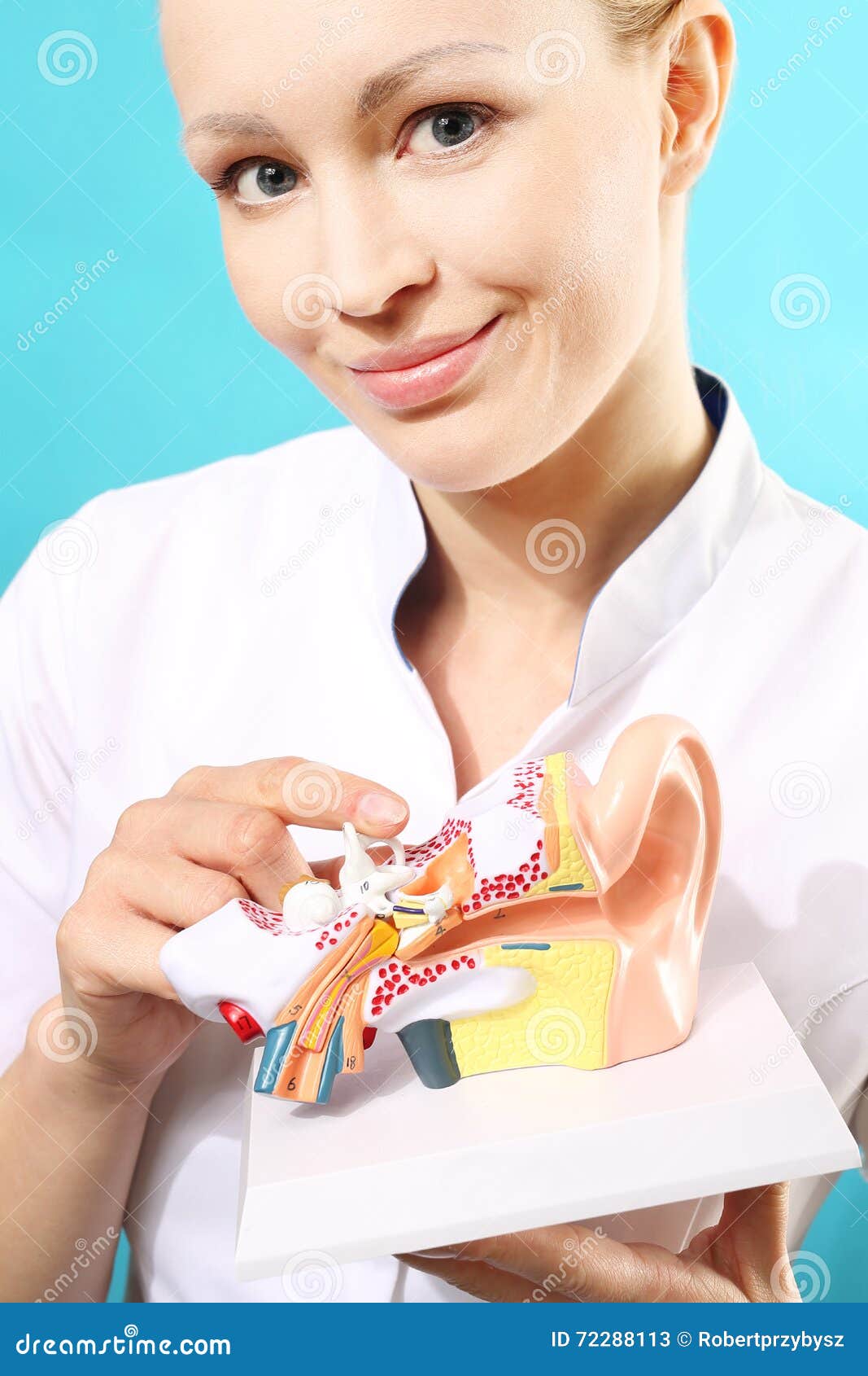 Construction Ear Anatomy Of The Ear Stock Photography | CartoonDealer ...