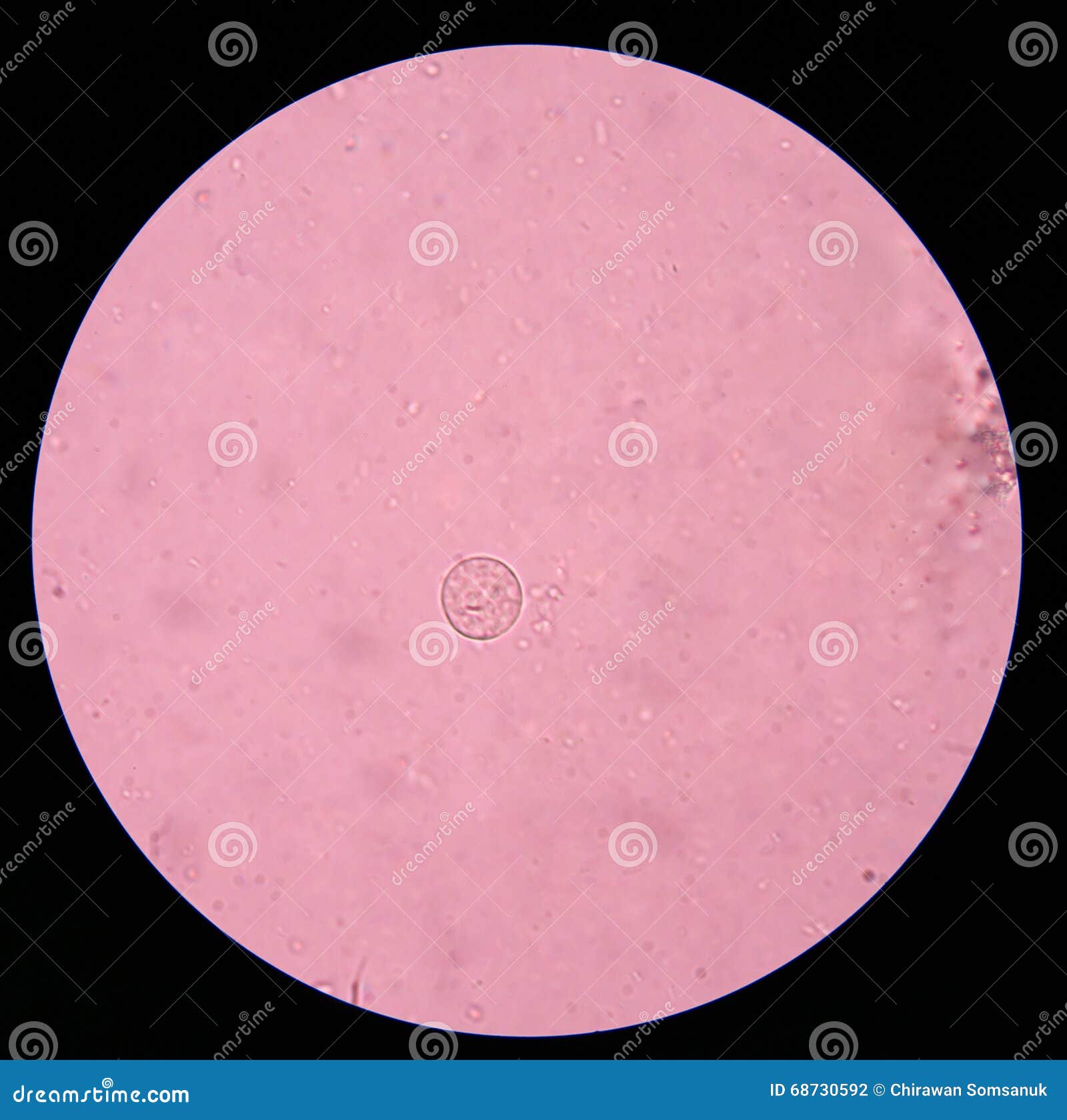 Entamoeba Coli Cyts Potozoa Stock Photo - Image of microscopic ...