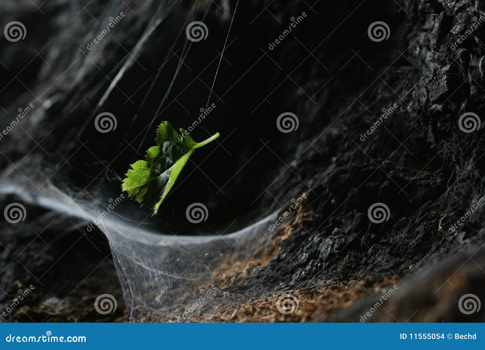 Entangled stock photo. Image of light, tree, nature, still - 11555054