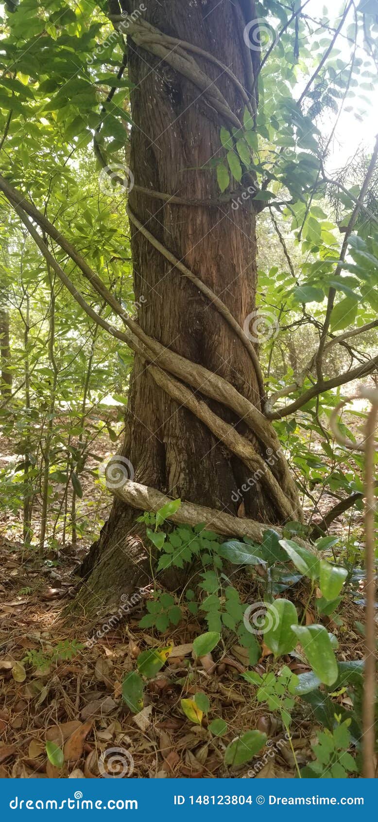 Entangled stock photo. Image of trees, entangled, knots - 148123804