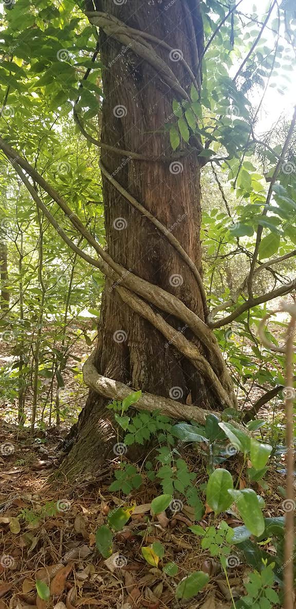 Entangled stock photo. Image of trees, entangled, knots - 148123804