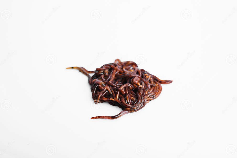 Entangled Rainworms on White Stock Photo - Image of life, crawling ...