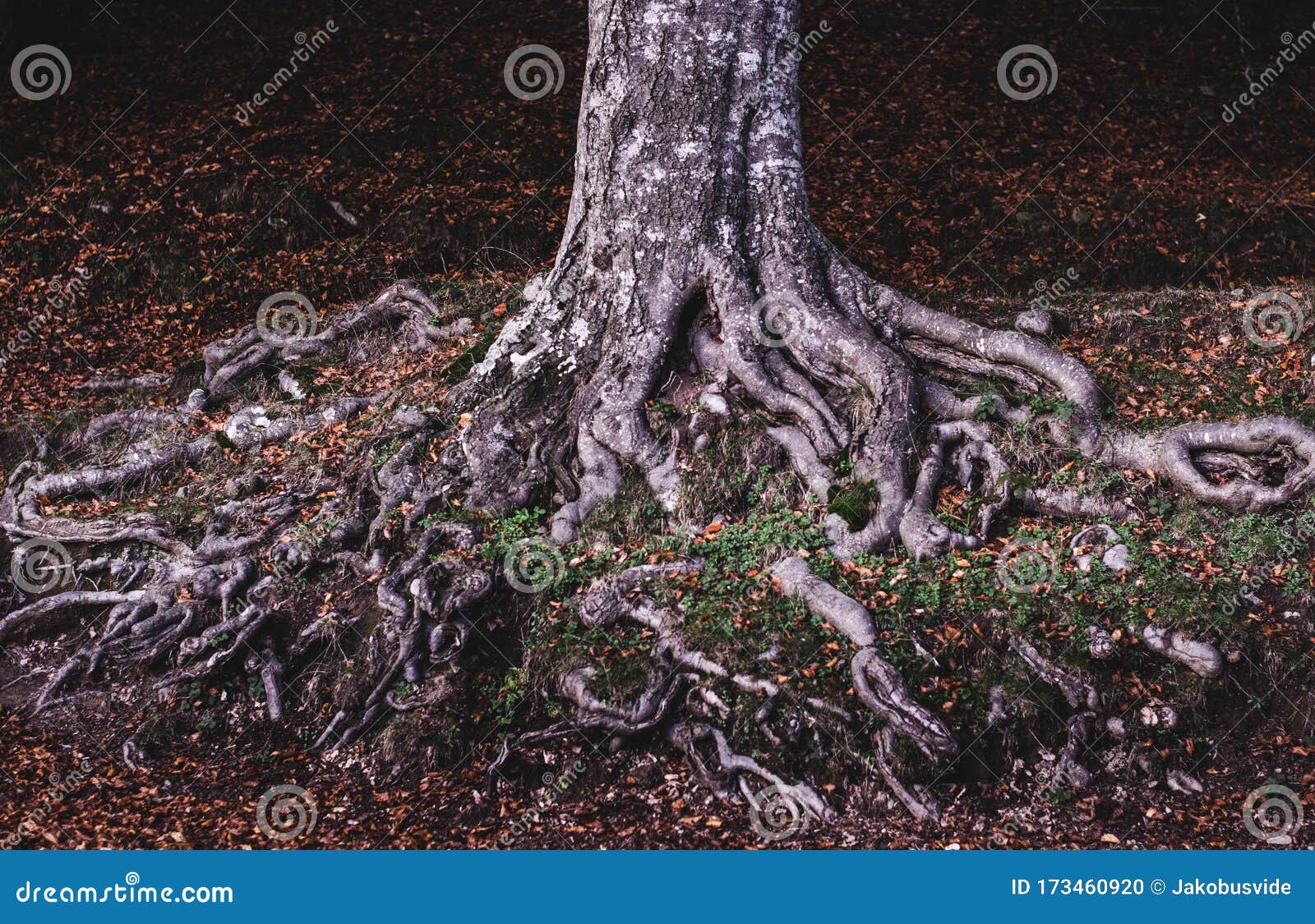 Beautiful Entangled Roots Stock Photography | CartoonDealer.com #173460920