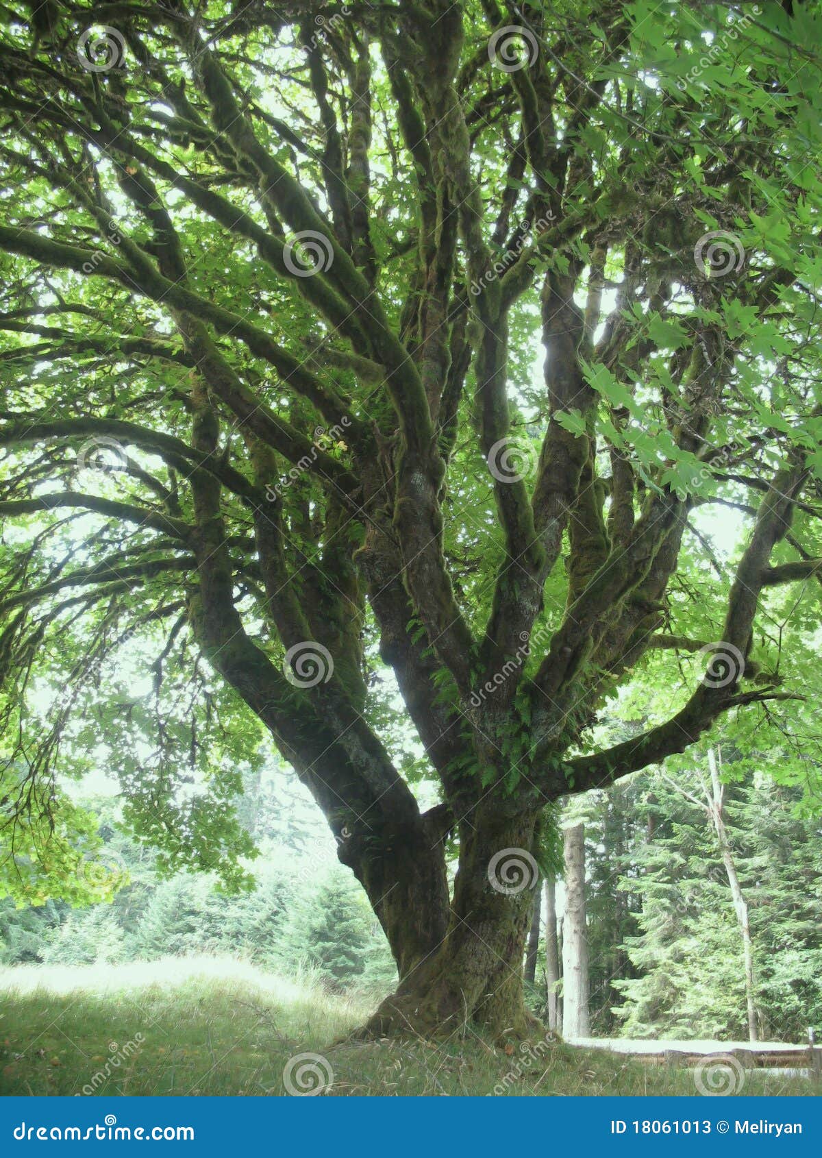 Entangled Tree stock image. Image of winding, outdoors - 18061013