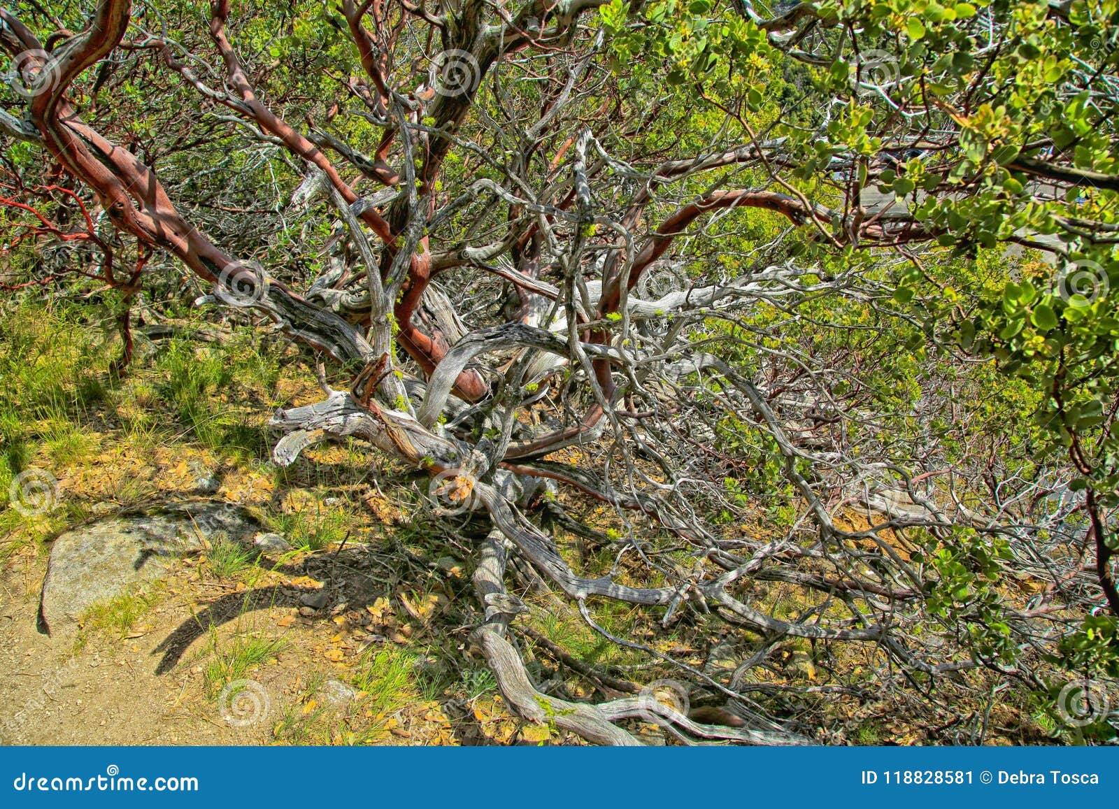 Entangled tree route stock image. Image of design, entangled - 118828581