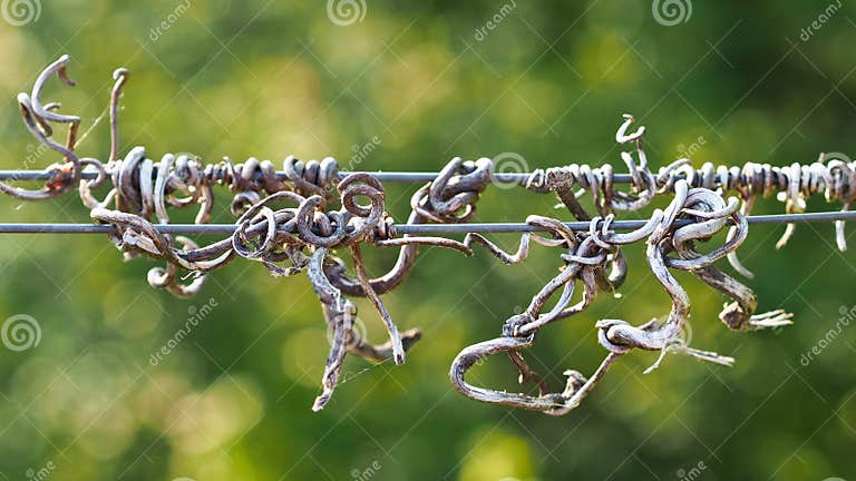 Entangled wire stock image. Image of barbed, grapevine - 25040653