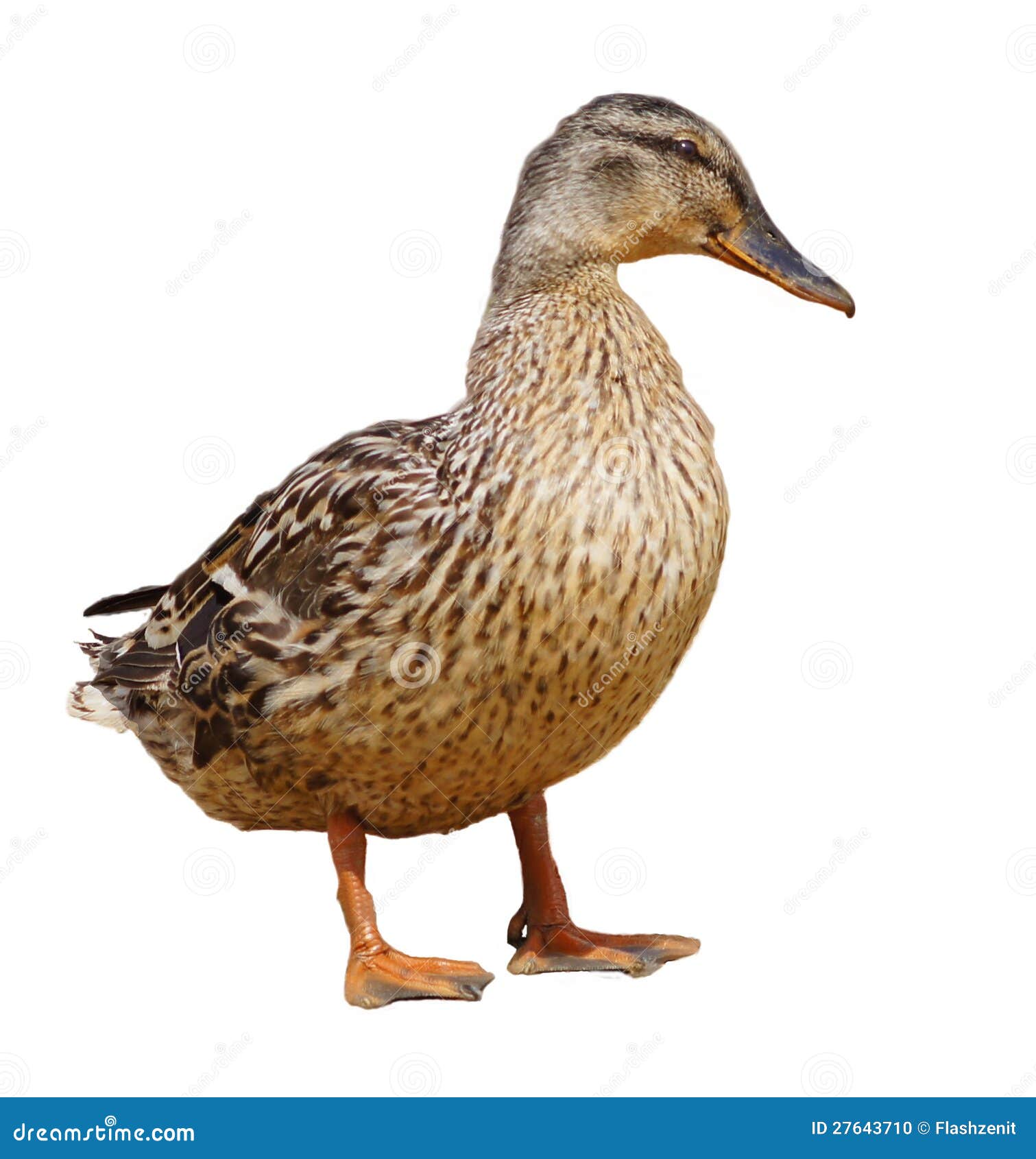 Ente stockfoto. Bild von tiere, wildnis, nave, ente, braun - 27643710