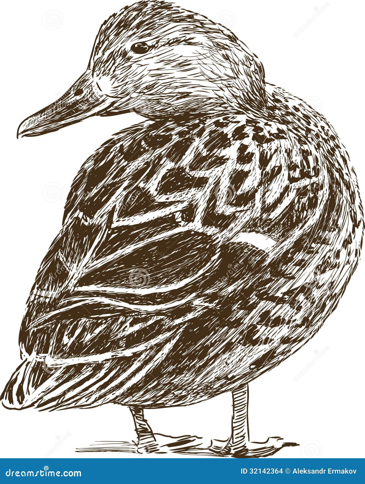 Ente vektor abbildung. Illustration von gezeichnet, getrennt - 32142364