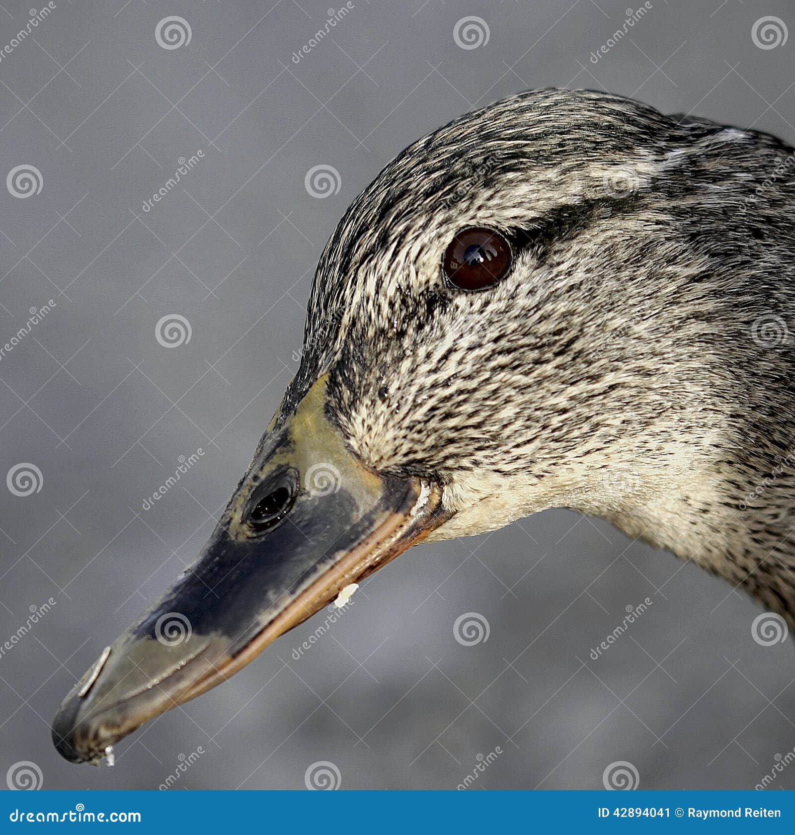 Ente stockbild. Bild von nahaufnahme, schnabel, braun - 42894041