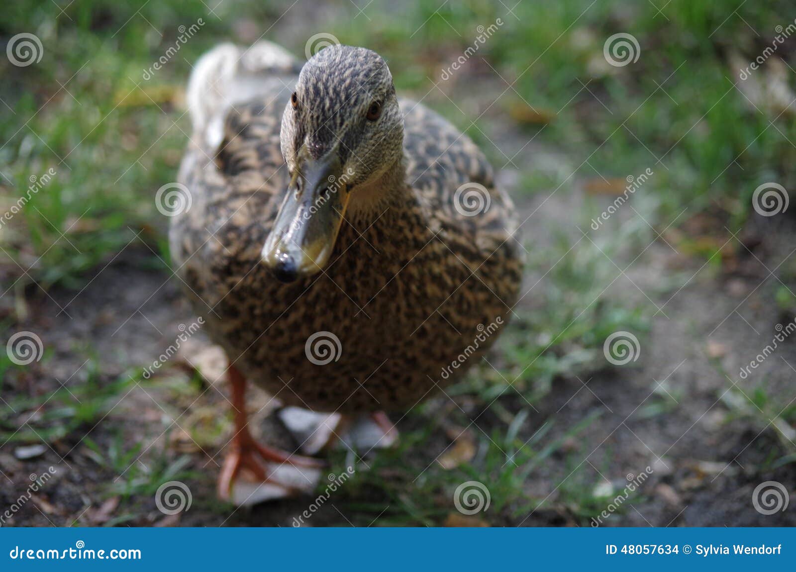 Ente stockfoto. Bild von kopf, wildnis, schlurfen, wasservogel - 48057634