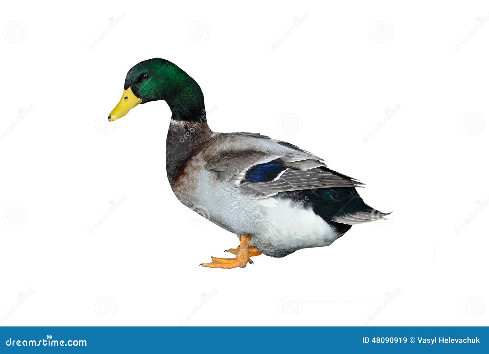 Ente stockbild. Bild von nave, wild, haustier, vogelkunde - 48090919