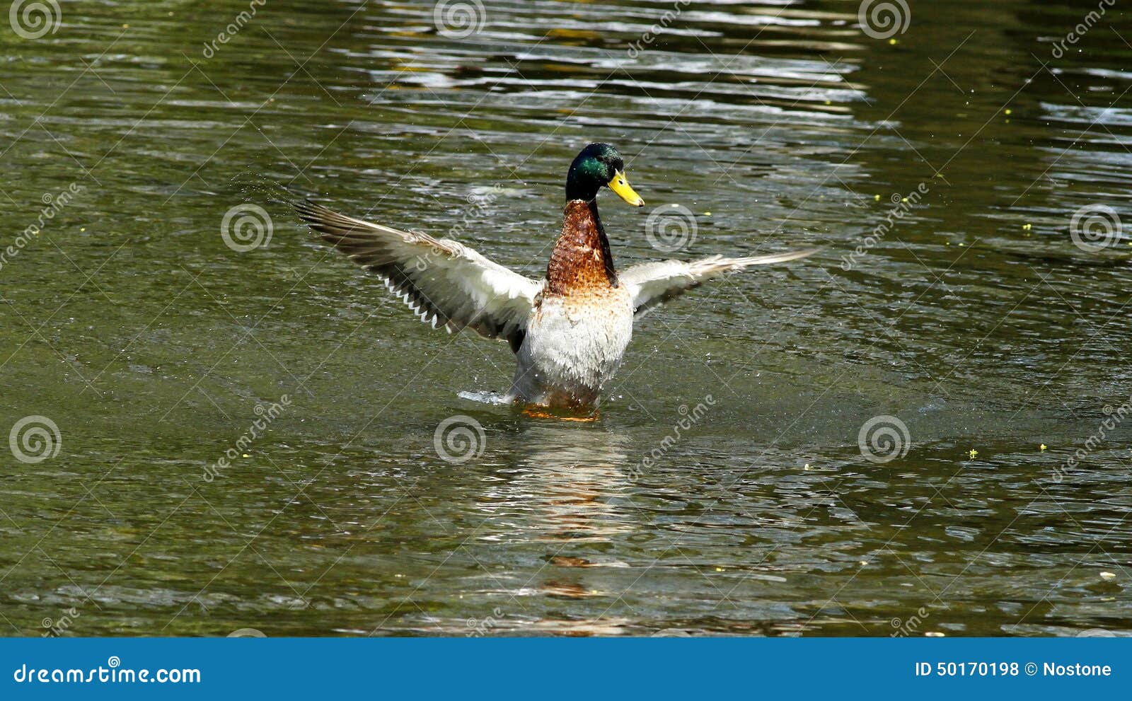 Ente stockfoto. Bild von vogel, wasser, tier, genick - 50170198