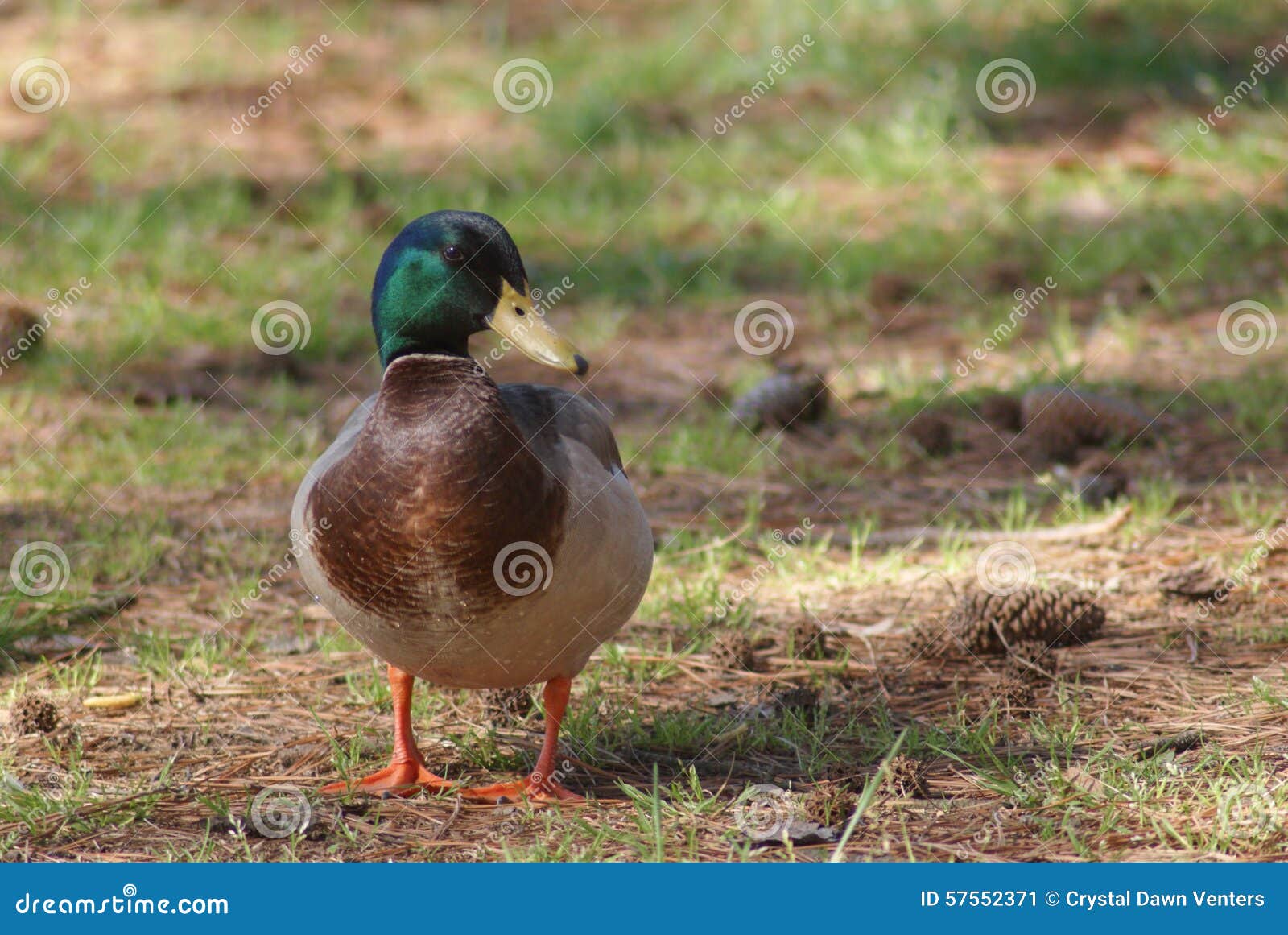 Ente stockbild. Bild von federn, stehen, vogel, enten - 57552371