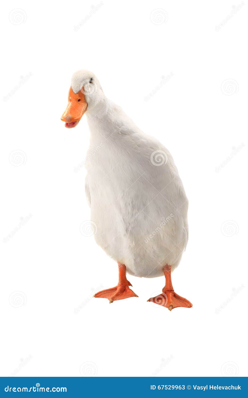 Ente stockbild. Bild von grün, frau, haustier, gelb, vogelkunde - 67529963