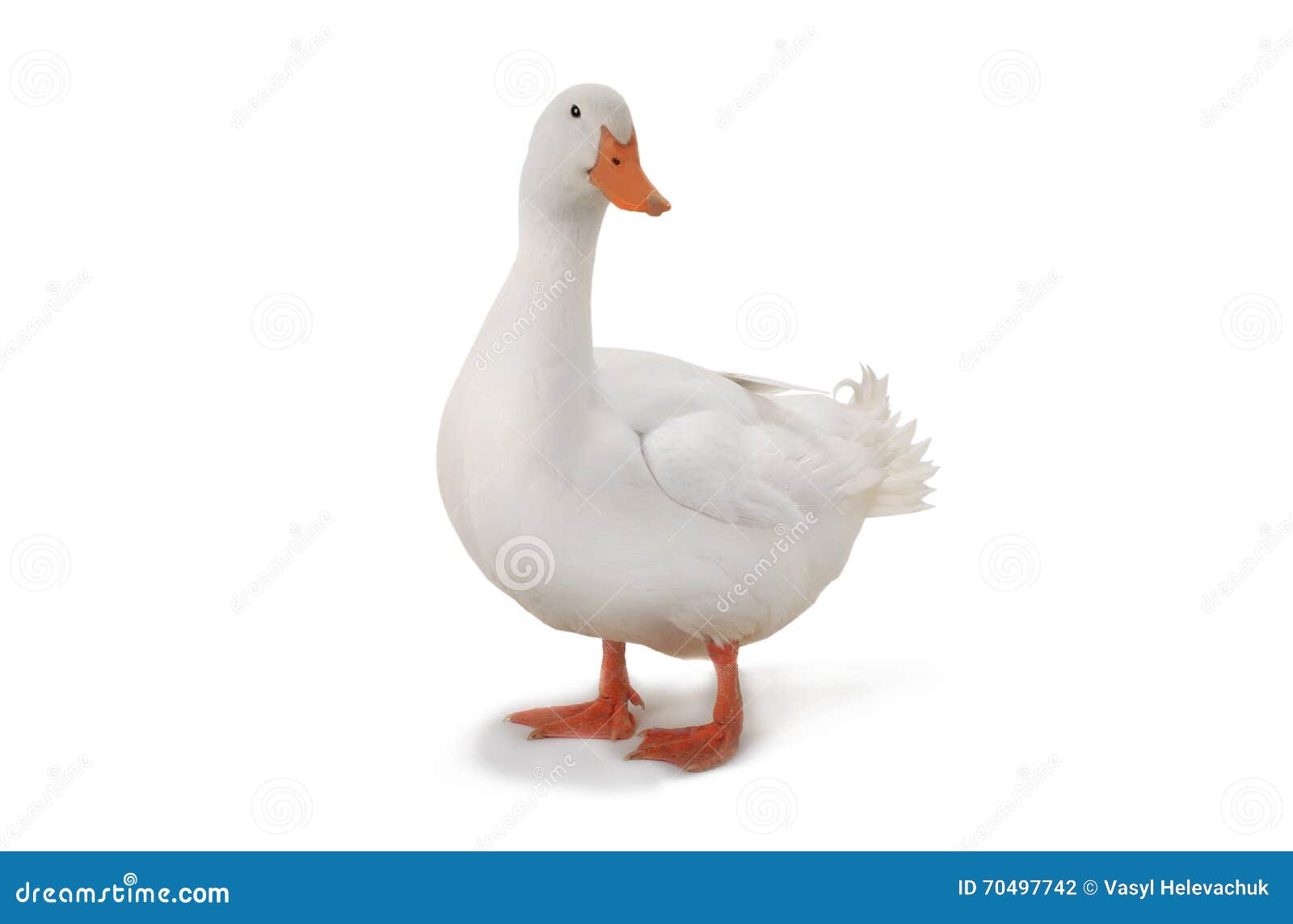 Ente stockfoto. Bild von vogel, vogelkunde, tier, grün - 70497742