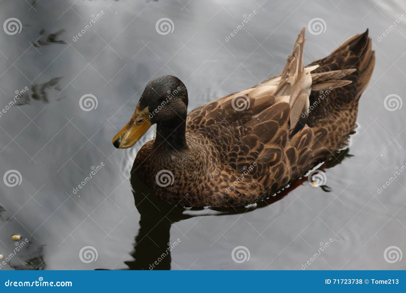 Ente stockfoto. Bild von fauna, tier, nave, schnabel - 71723738