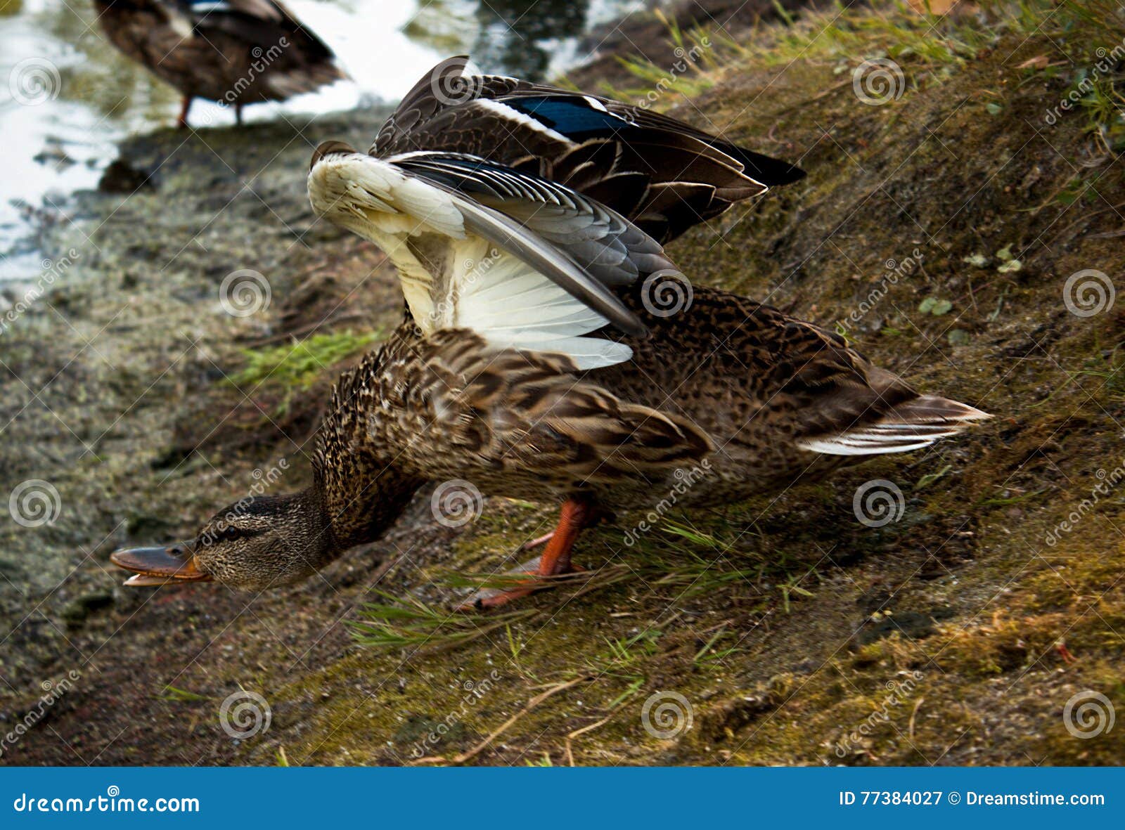 Ente stockbild. Bild von tiere, vogel, ente, vögel, nave - 77384027