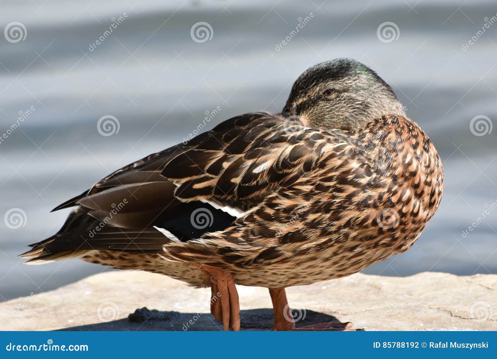 Ente stockfoto. Bild von landschaft, leben, umgebung - 85788192
