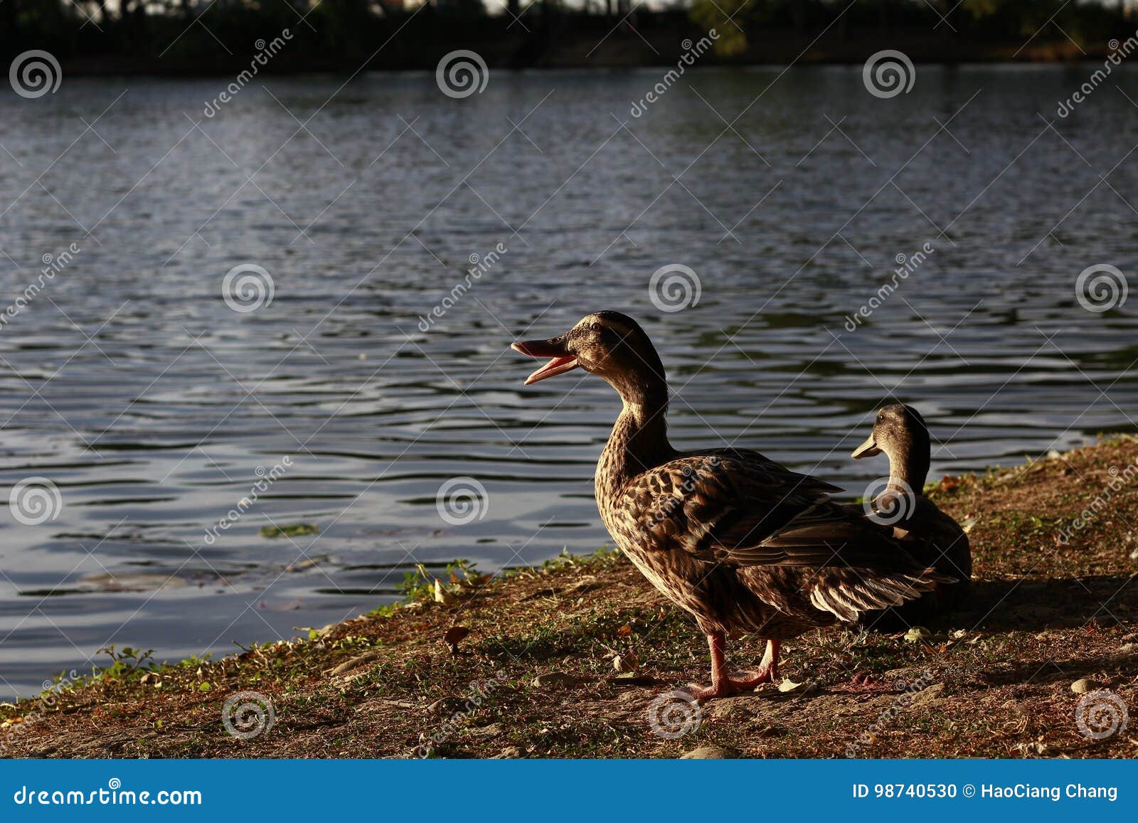 Ente stockfoto. Bild von tier, zwei, wildnis, braun, ente - 98740530