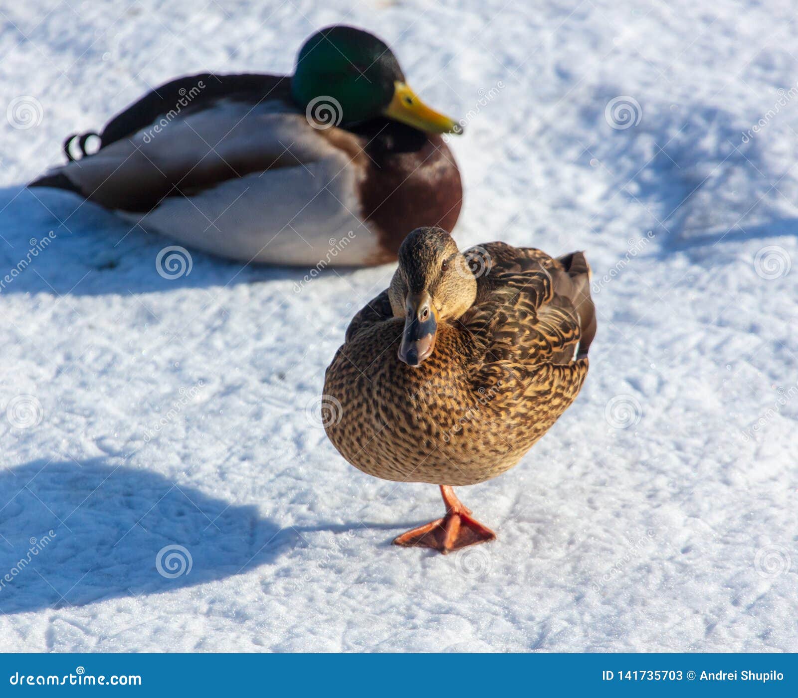 Ente Auf Dem Schnee Im Winter Stockbild - Bild von nave, kalt: 141735703