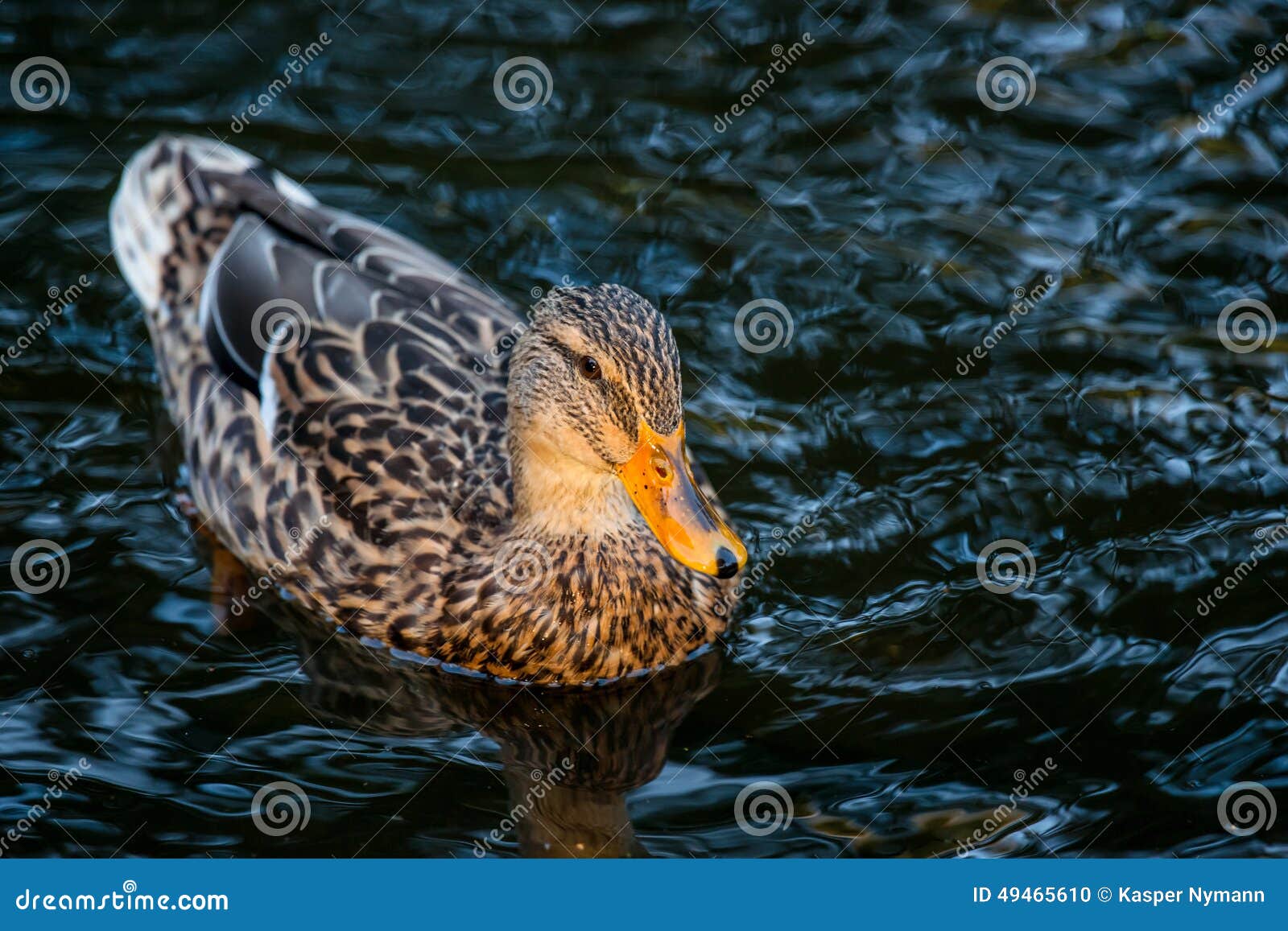 Ente auf dem Wasser stockfoto. Bild von haustier, stockente - 49465610