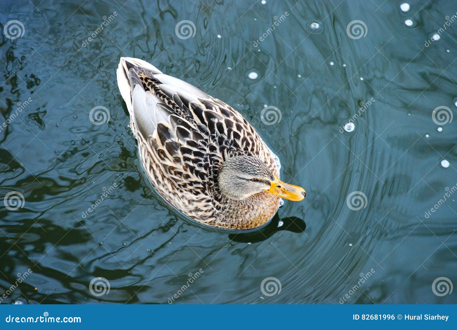 Ente auf dem Wasser 35 stockfoto. Bild von enten, wild - 82681996