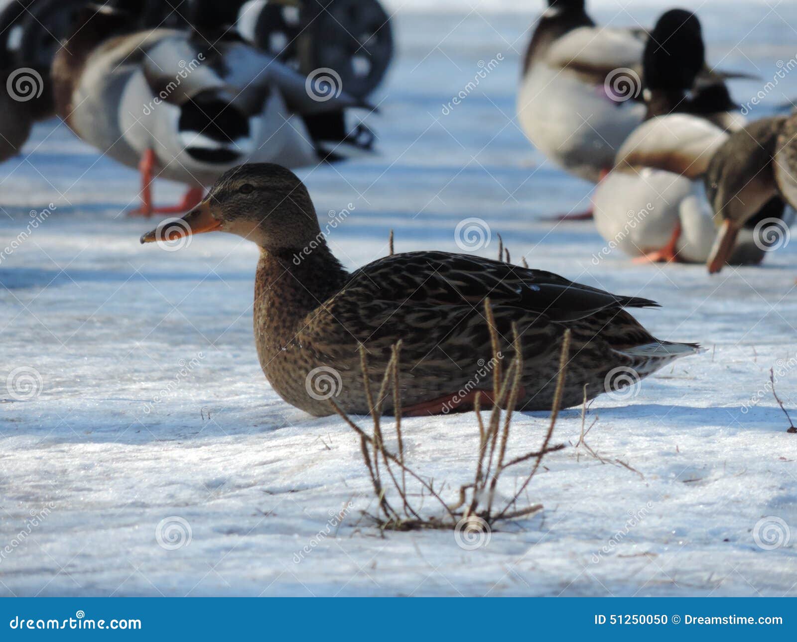 Ente, Die Auf Dem Schnee Sitzt Stockfoto - Bild von winter, schnee ...