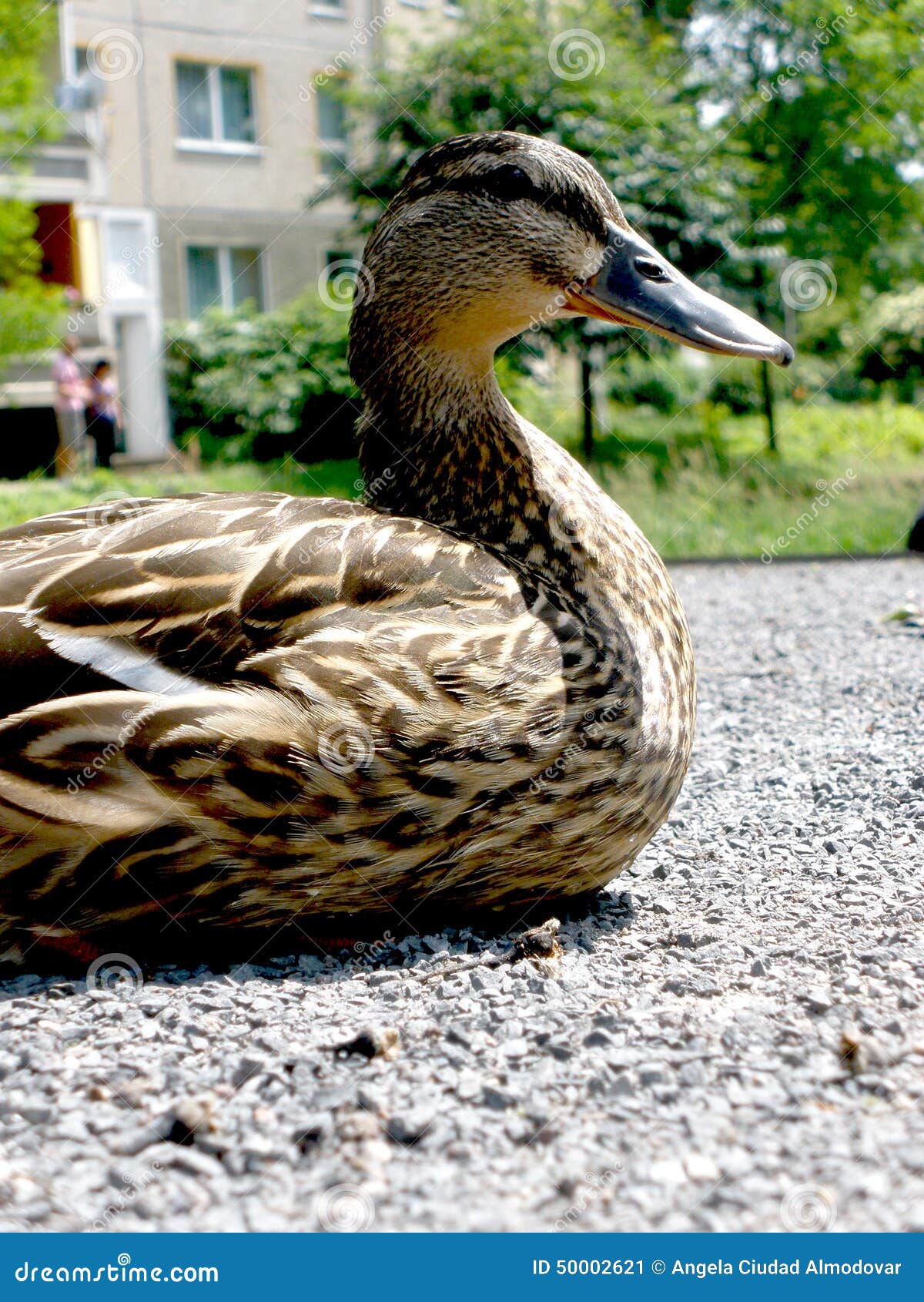 Ente I stockbild. Bild von grün, flügel, kies, baum, vogel - 50002621