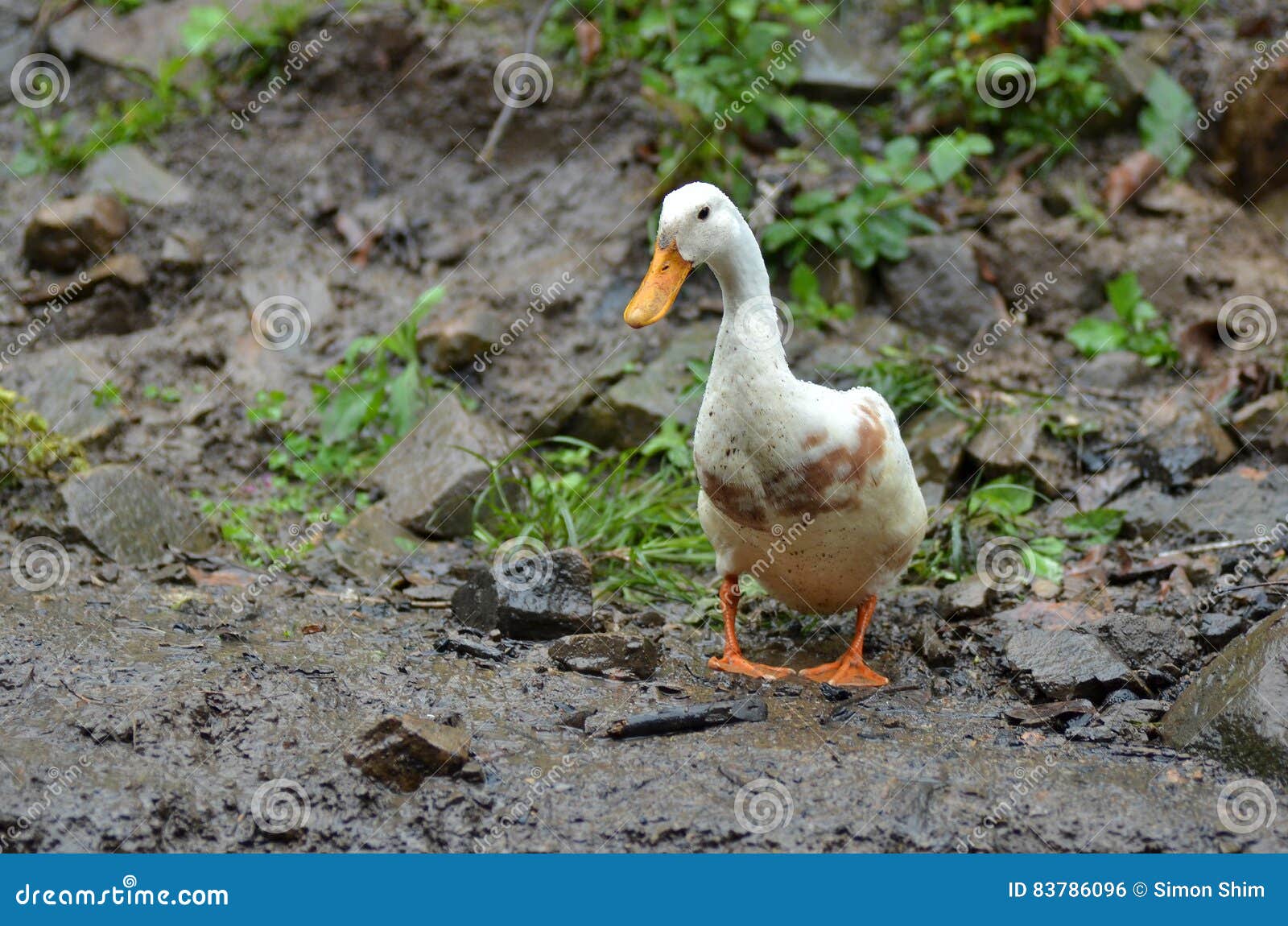 Ente im Bauernhof stockfoto. Bild von flügel, tier, nave - 83786096