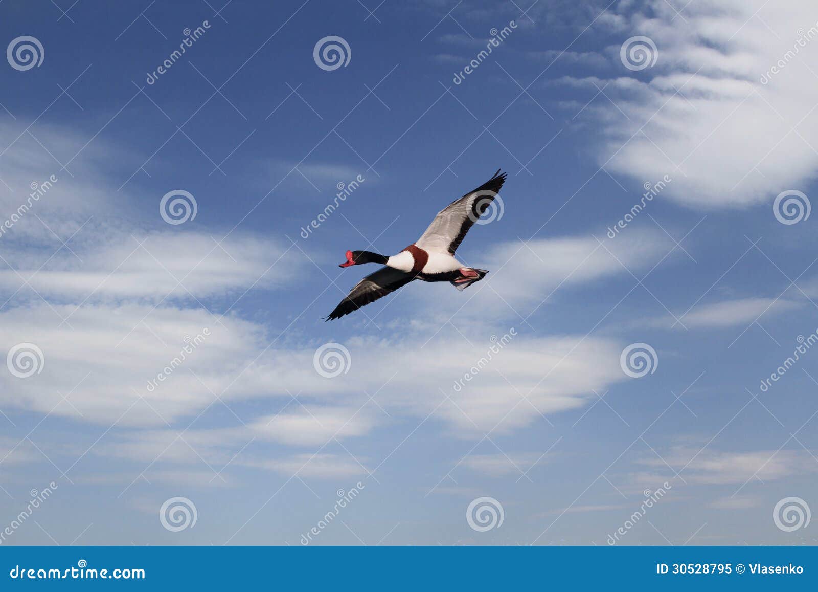 Ente im Flug stockbild. Bild von ente, schön, einsam - 30528795