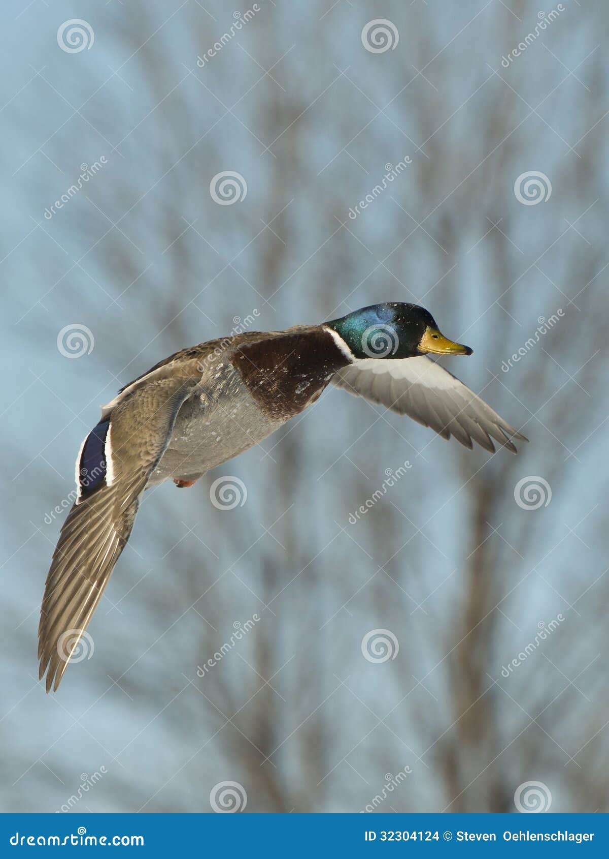 Ente im Flug stockfoto. Bild von flugwesen, sumpfgebiet - 32304124